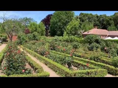 The Rose Garden