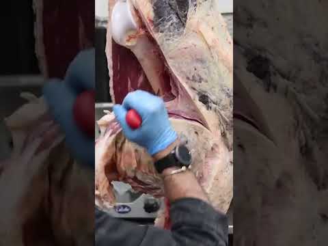 Learn how to cut a beef with Nathan Bingham at Bingham's Custom Meats! #butcher #bbq #butchershop