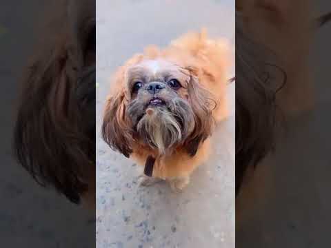 ๐#cute #shorts ๐คฃfat dogs ๐ #face #PNG #image