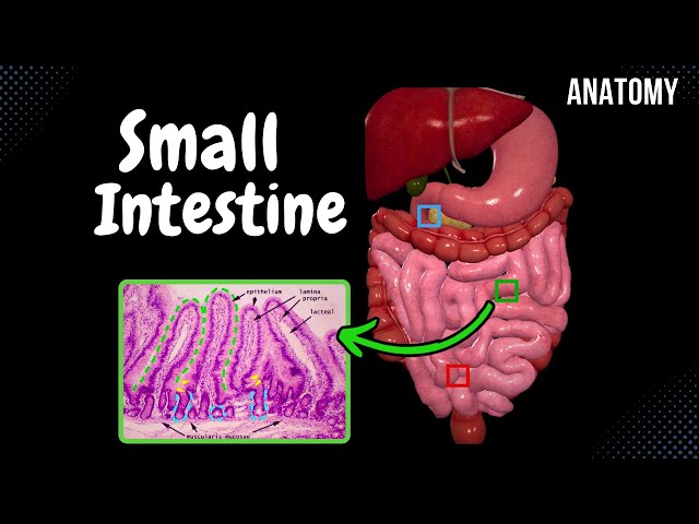 Understanding the Anatomy of the Small Intestine: Parts, Topography ...