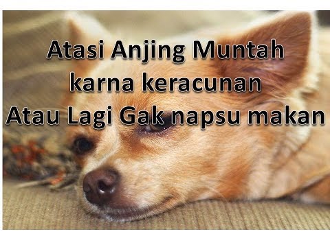 mengatatasi anjing Muntah karna keracunan||kurang nafsu makan