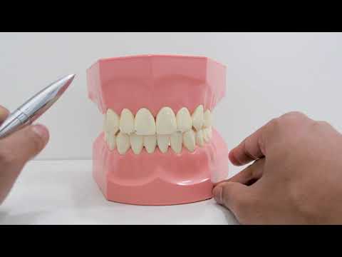 Dental Assistant Training - Dental Charting (FDI)