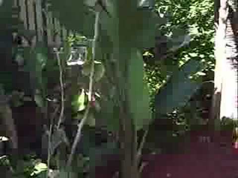 Flamingo Inn - Garden Walk