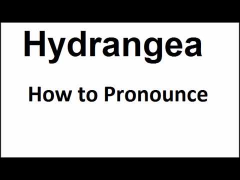 How to pronounce Hydrangea||How to say Hydrangea||Hydrangea Pronunciation||ABDictionary