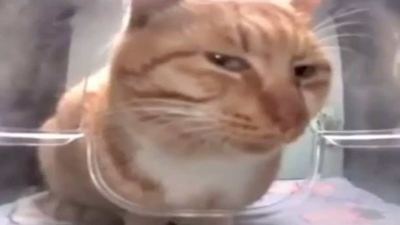 Top 5 side eye (meme)