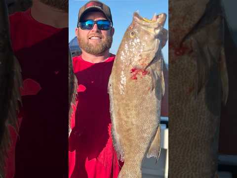Scamp Grouper Fishing Tips!