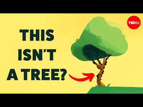 Een simpele vraag, een moeilijk antwoord: Wat is een boom? | X, Y of ...