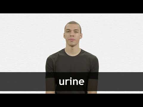 How to pronounce URINE in English | Collins