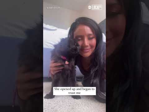 Woman rescues cancer-stricken stray cat