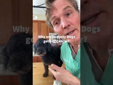 Dog Food and Cancer #dogffod #petfood #dogcancer #dogcancerawarness