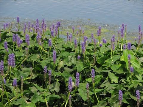 Blooming in Bloomington: Pickerelweed