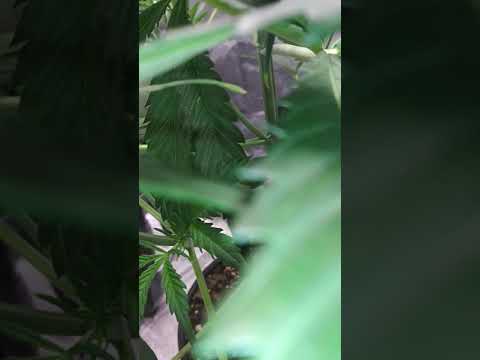 Gelato O.G Autoflower Grow #fecida cr-600