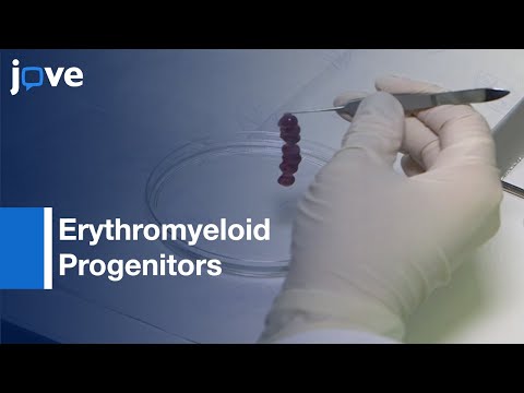 Flow Cytometry to identify Erythromyeloid Progenitors and Progeny | Protocol Preview