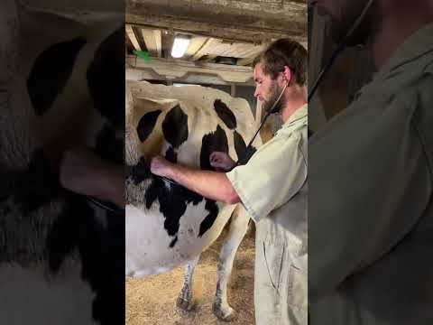 The veterinarian listens to the lungs #veterinary #cows