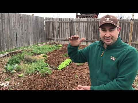 What is the best garden mulch?