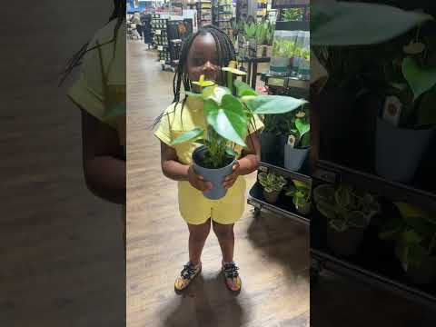 Yellow Flowers for her Dadda #viralvideo #youtubeshorts #reels #shoutoutot #viralvideo #youtube