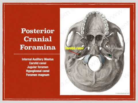 Foramina of the Skull and the Carotid Canal