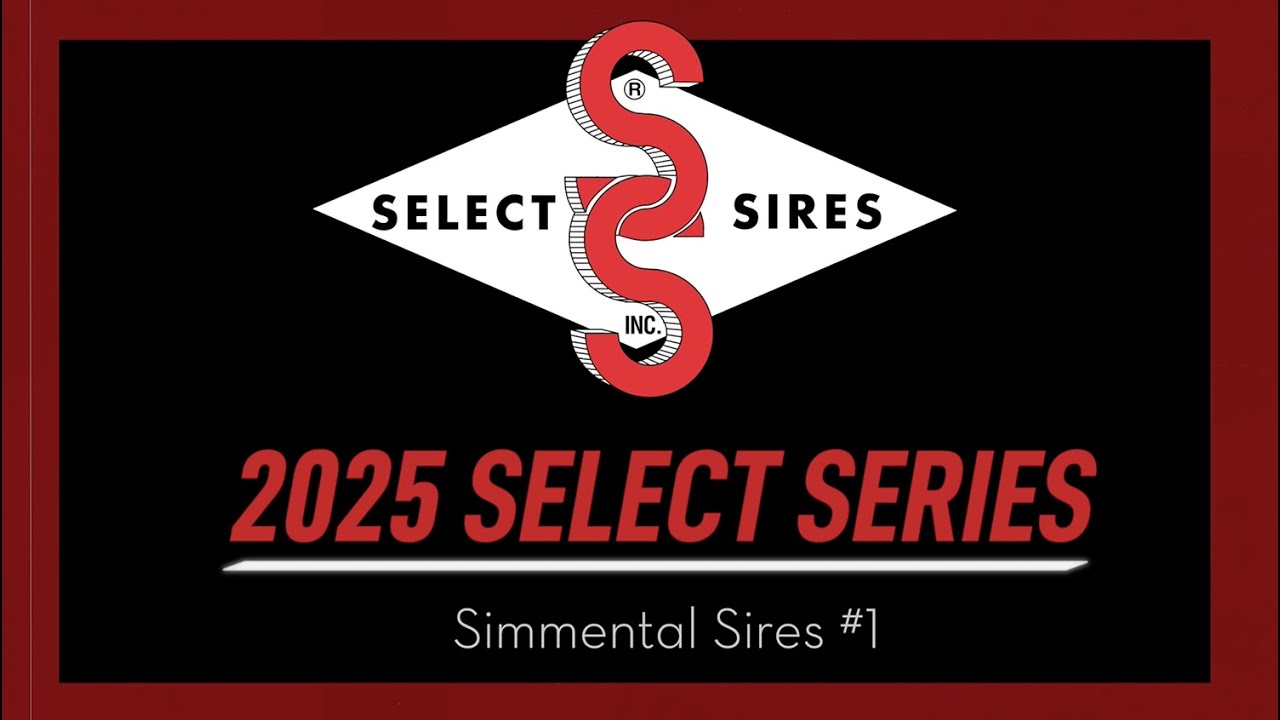 The 2025 Select Series: Simmental 1