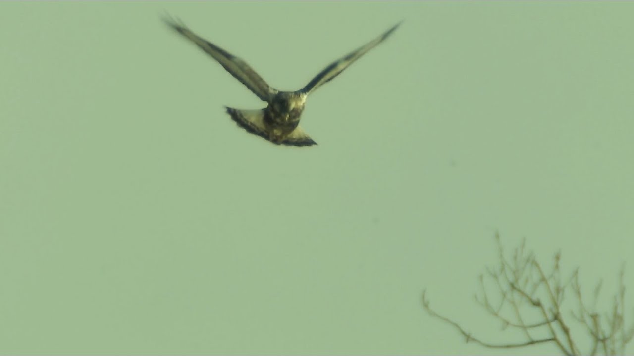 Rough-legged Hawk In Flight, 12/8/2018 (HD)