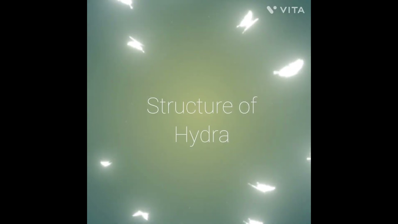 Structure of Hydra