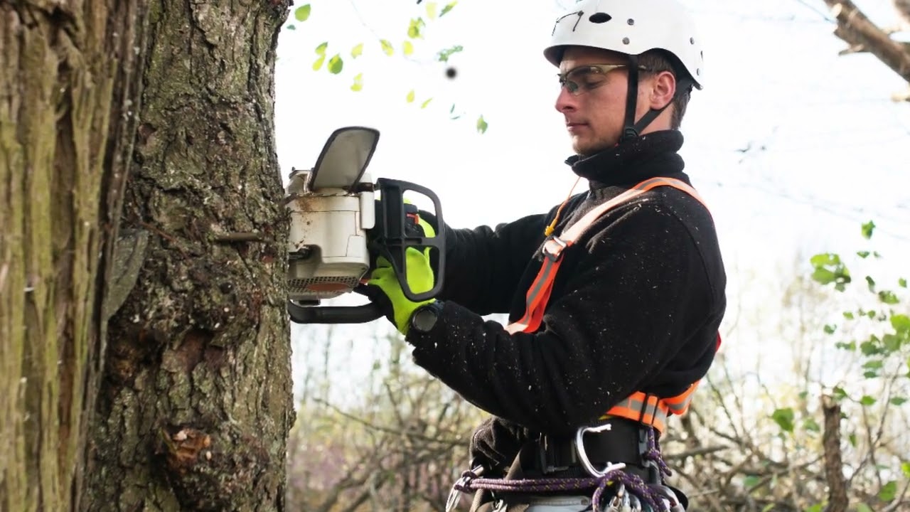 Arborist Near Me | Five Star Tree Service LLC | Bradenton, FL
