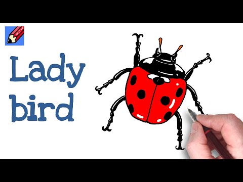 How to draw a Ladybird real easy | Shoo Rayner