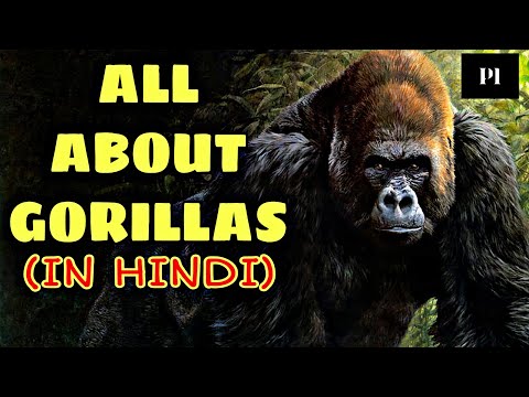 Facts About Gorilla l All about wild animals episode : 01