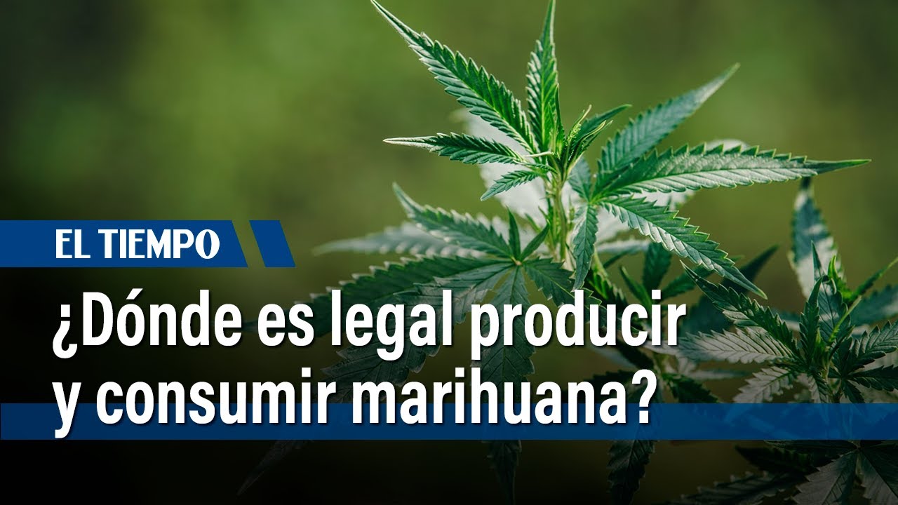 Learn about the countries where it's legal to produce and consume cannabis | El Tiempo