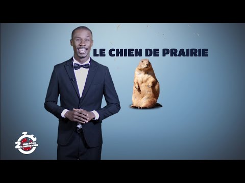 2mn pour comprendre LE CHIEN DE PRAIRIE par Polus Agathon 31 Octobre 2019