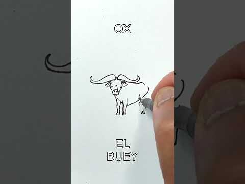 OX . BUEY Learn Spanish! ¡Aprenda Inglés! #drawing #foreignlanguage #spanish #ingles