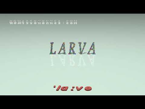larva - pronunciation + Examples in sentences and phrases