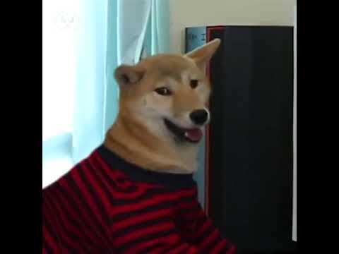 Don’t stop a smartest dog playing video games
