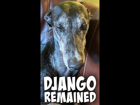 Django's 1st Sleepover: Greys & Galgos #short #shorts