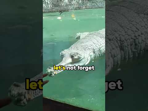 3 Strangest Creatures In the World #shorts #vampire #bat #shoebill #gharial #crocodile