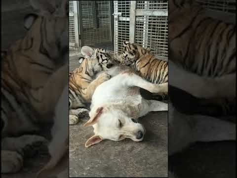 Furry Friends on the Floor πΆπ±π―