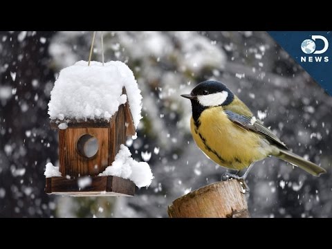 Why Some Birds Don’t Migrate