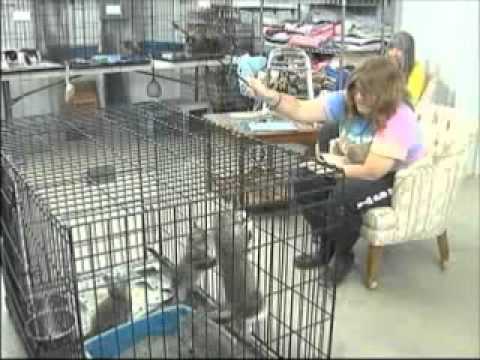 PT TWO: Amarillo SPCA, Animal Control strive to improve life for shelter animals