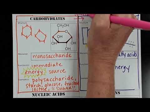 4 Types of Macromolecules