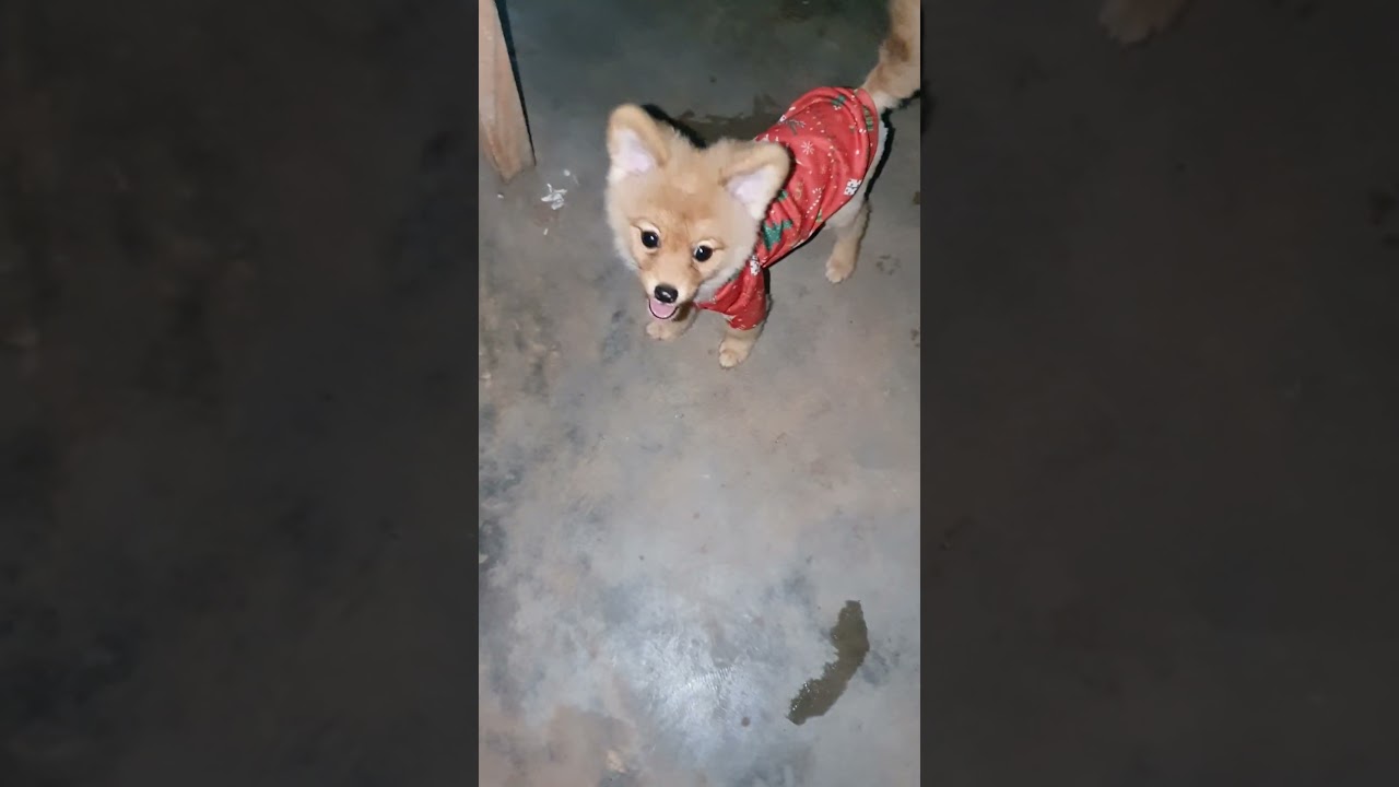 Small dog-051