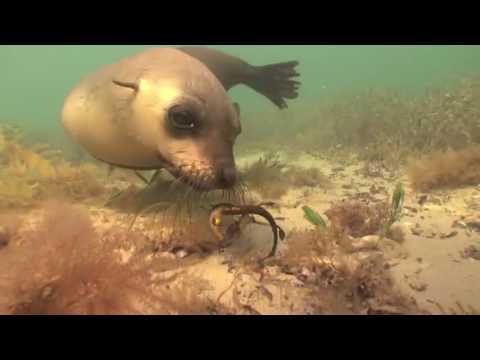 Seal Attacks a Weedy Sea Dragon