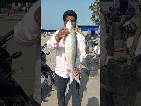 #indian salmon fish #మాగ చేప