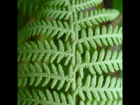 The Mathematical Patterns Found in Nature