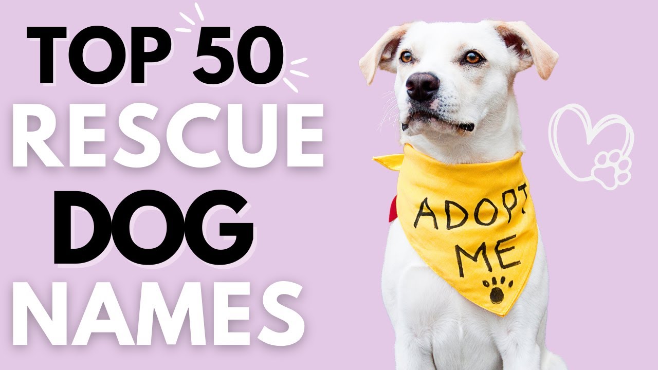 50 Unique Names for Your New Rescue Dog ♥ (EMOTIONAL Dog Names😭)