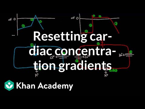 Resetting cardiac concentration gradients | Circulatory system physiology | NCLEX-RN | Khan Academy