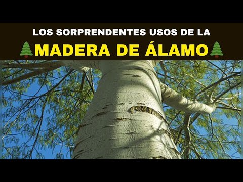 Los Sorprendentes Usos de la 🌲Madera de ÁLAMO🌲