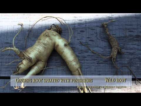 Ginseng, fungicides, and an organic alternative