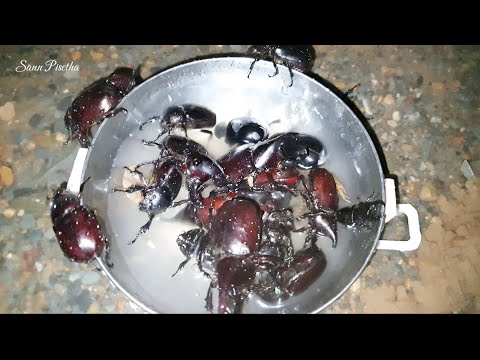 Great Night I Found Crazy Bug Beetles a Lots During the Romantic Rain #insects #beetles #aminals