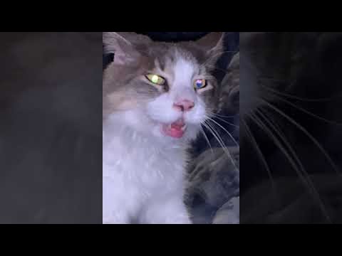 Cat Sneezes Out Blade of Grass || ViralHog