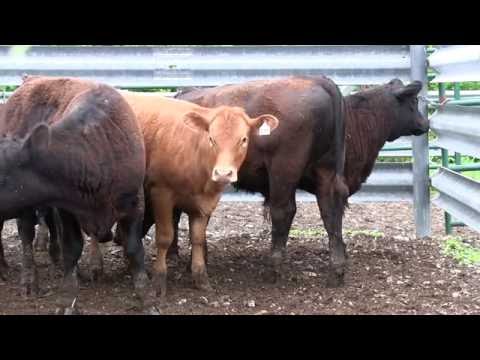 Choosing the Right Pasture for Cows