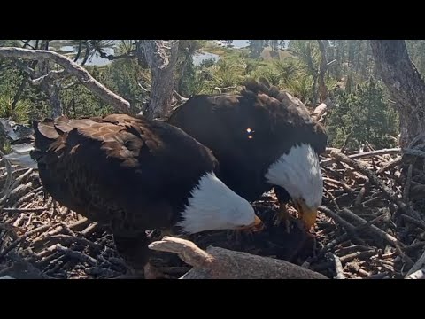 Shadow brings fish 🐟, Jackie steal fish from Shadow | Big Bear Bald Eagle | Jun 22, 2025